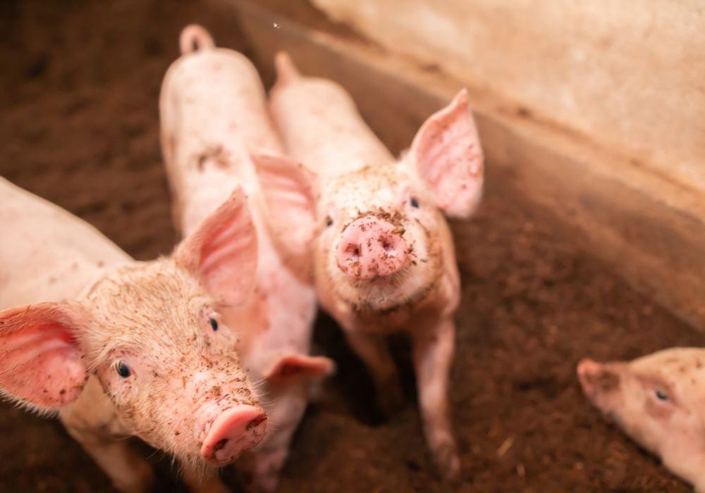 A microbial scourge as urgent as climate change