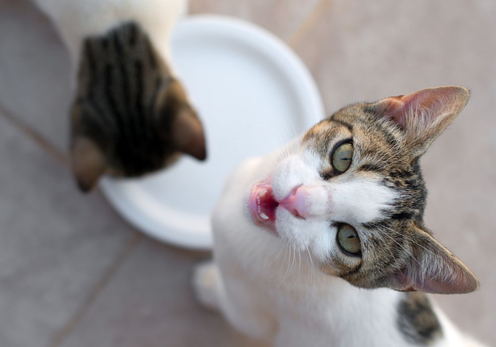 How lab-grown cat treats are a climate solution