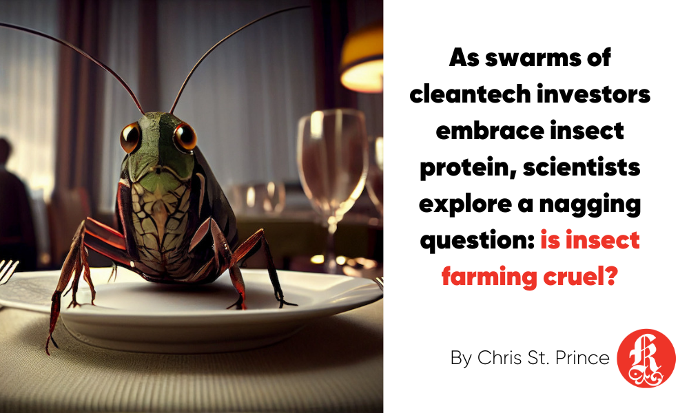 What the climate buzz around insect farming gets wrong