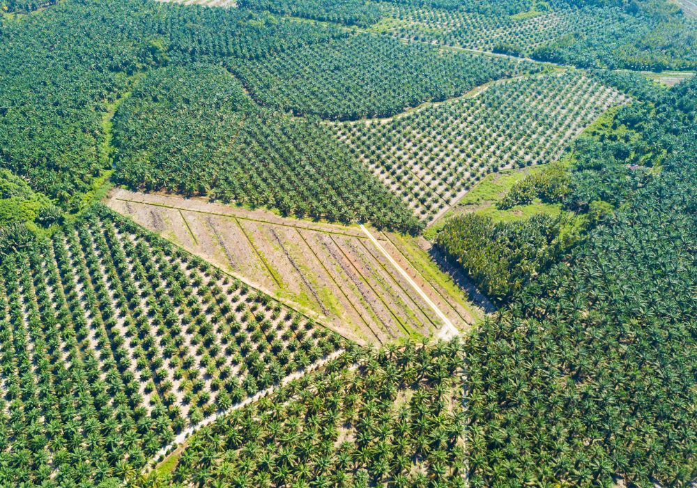 Palm Oil Tree Plantation Palm Oil Tree In Palm Plantation. Stock Photo