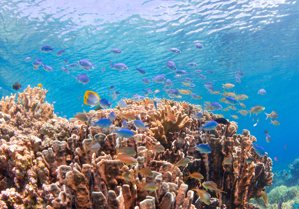 Earth has already reached a tipping point: warm-water coral reefs are dying